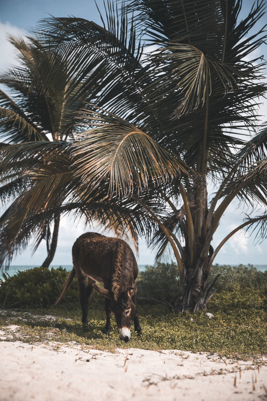 Tulum Coco Limited-4 - Josie Loves